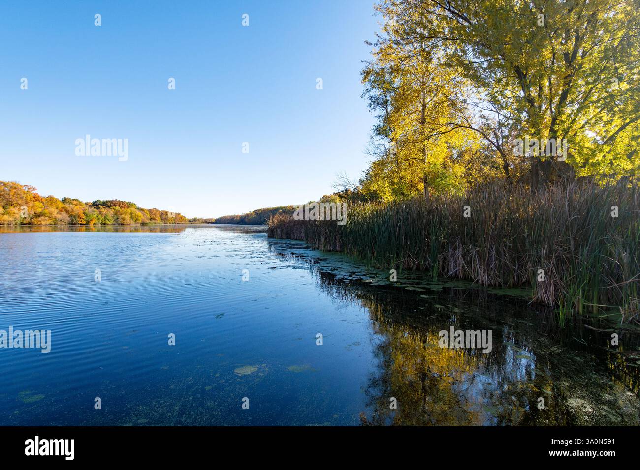 The late October sun highlights the fall foliage on a pond in Wisconsin ...