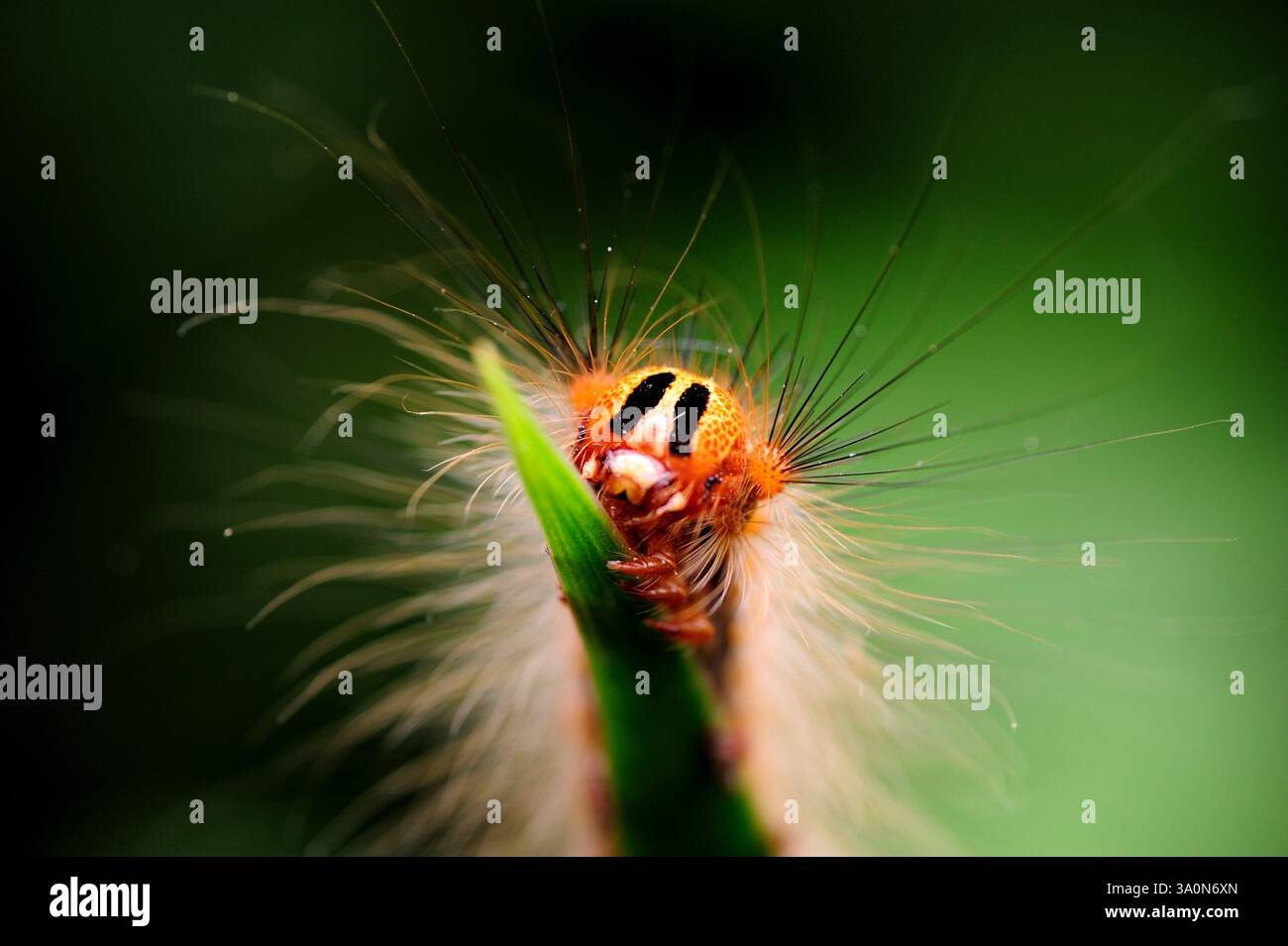Caterpillar of gypsy moth AKA spongy moth Stock Photo - Alamy