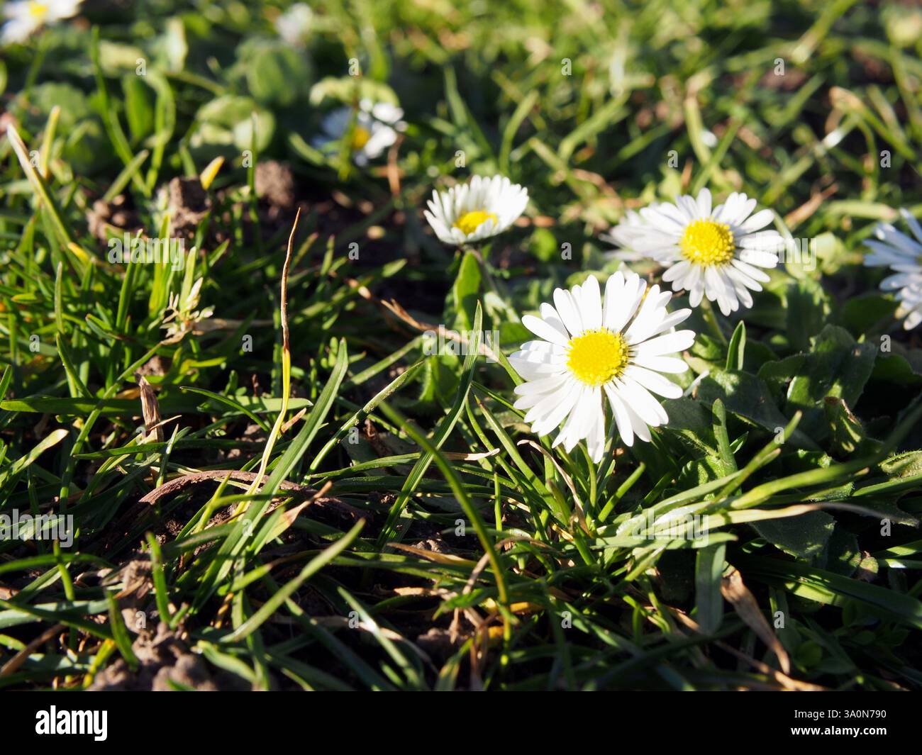 Common daisies (Bellis perennis) also known as lawn daisy or English ...