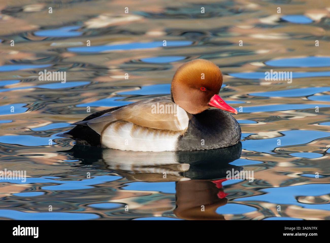 Red crested Pochard duck at Beijing China Stock Photo - Alamy