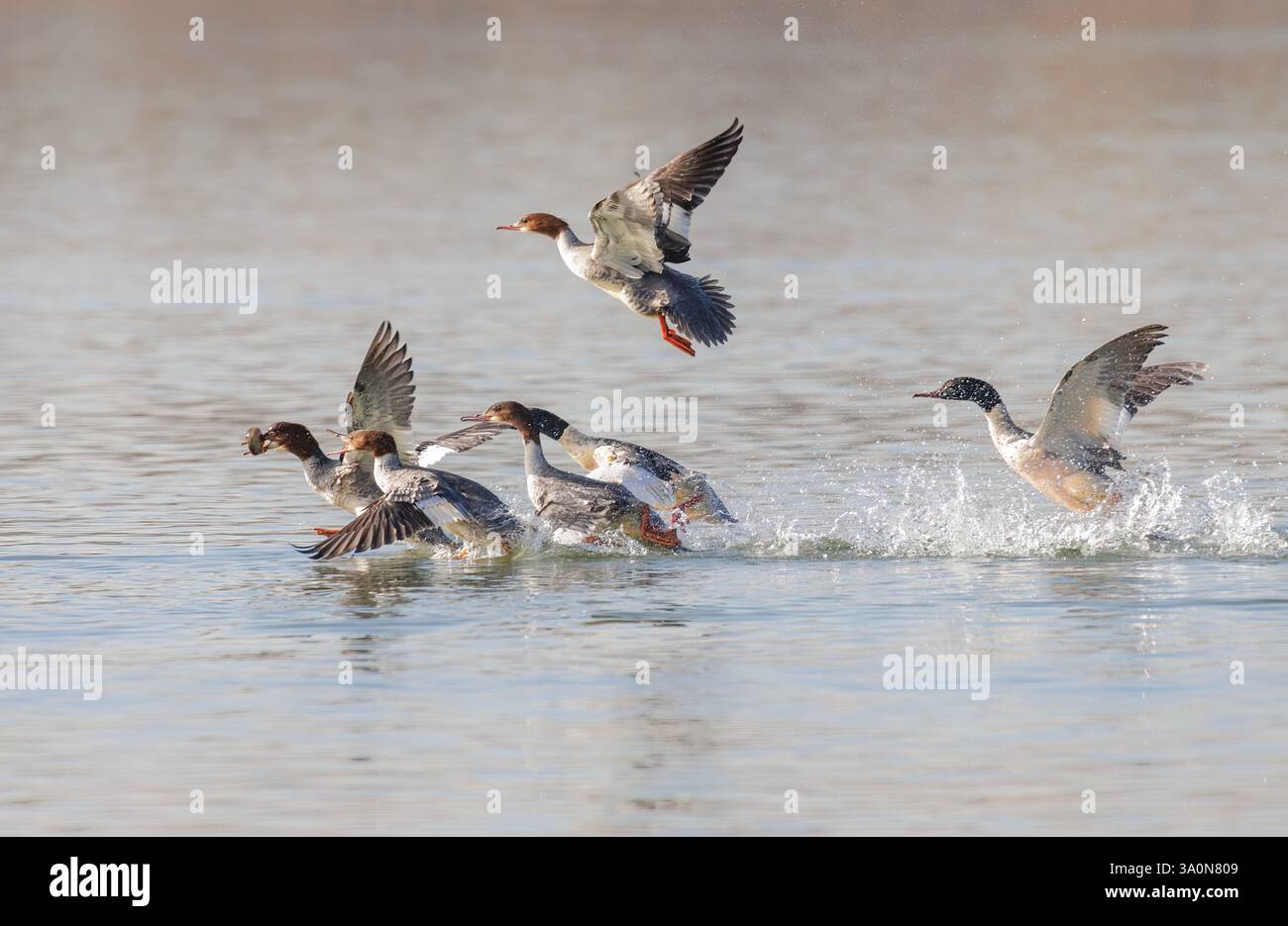 Common Merganser bird at Beijing China Stock Photo - Alamy