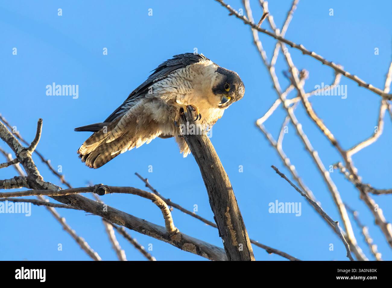 Peregrine Falcon bird at Beijing China Stock Photo - Alamy