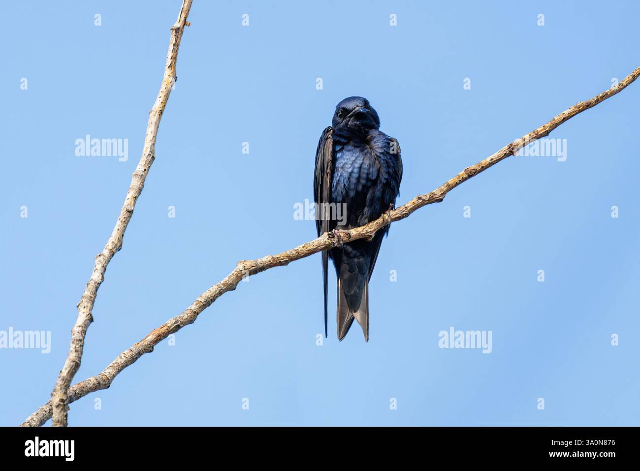 Purple Martin bird at Vancouver BC Canada Stock Photo - Alamy