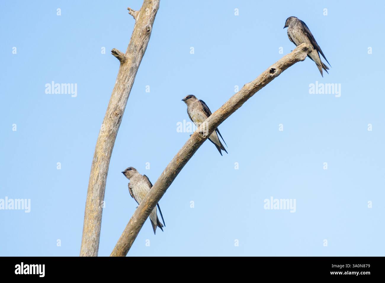 Female purple martin hi-res stock photography and images - Alamy