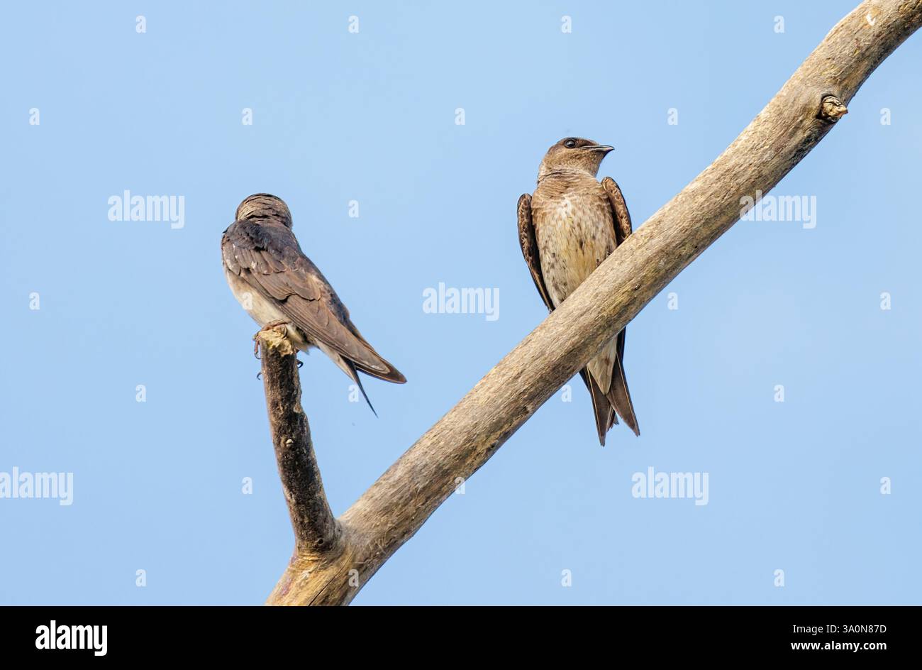 Female purple martin hi-res stock photography and images - Alamy