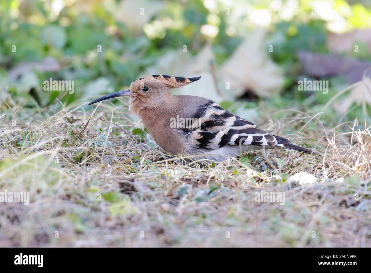 Hoopoe bird hi-res stock photography and images - Alamy