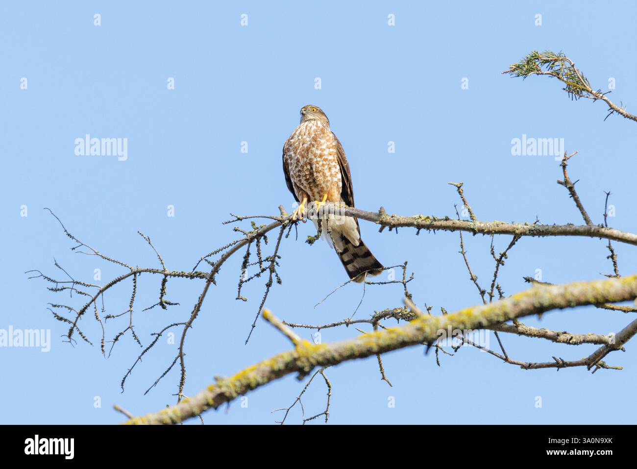 Sharp shinned Hawk bird at Vancouver BC Canada Stock Photo - Alamy