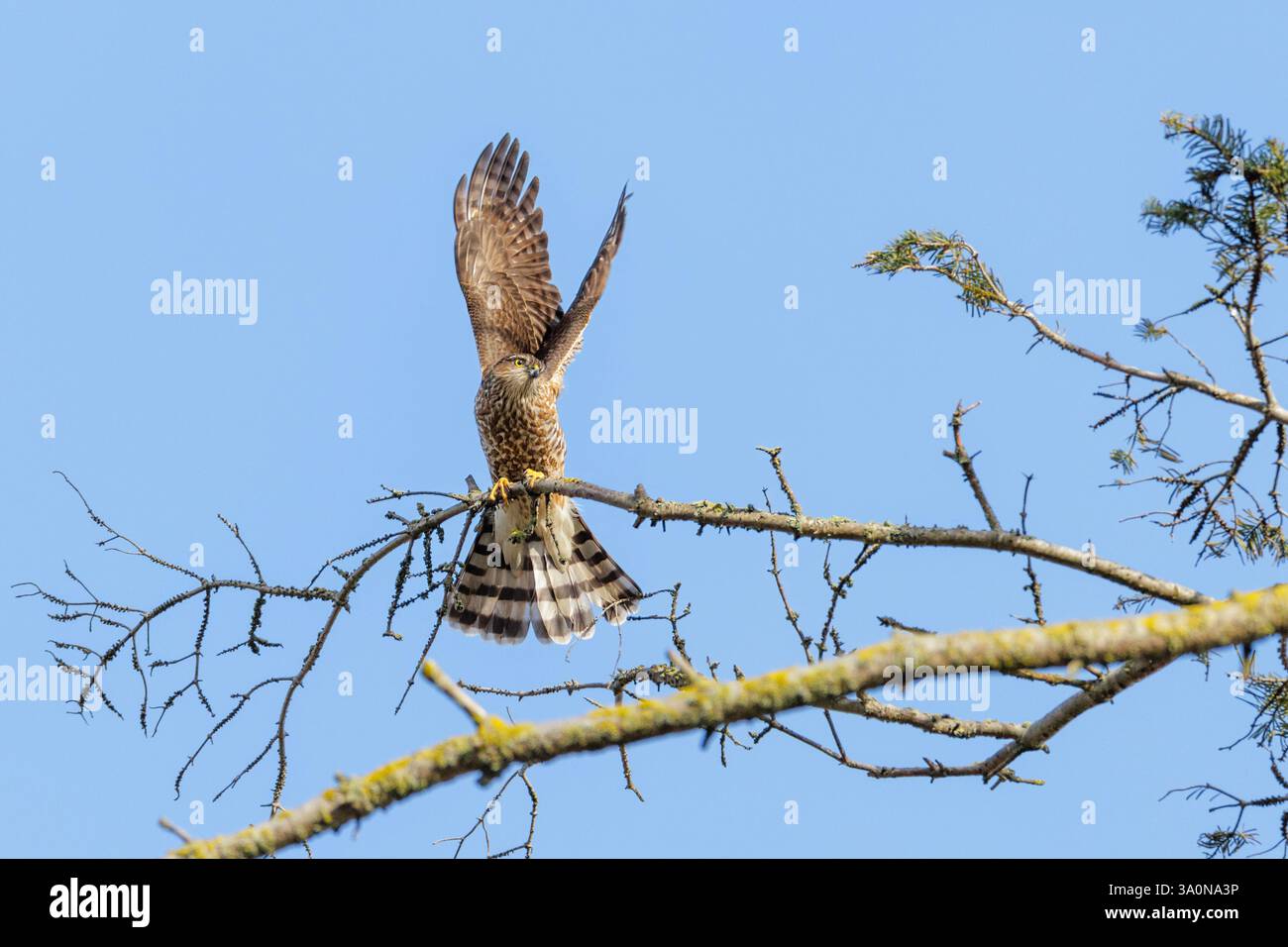 Sharp shinned Hawk bird at Vancouver BC Canada Stock Photo - Alamy