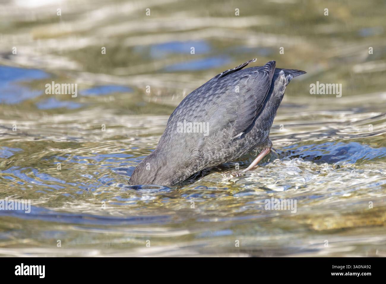 American dipper bird at Vancouver BC Canada Stock Photo - Alamy