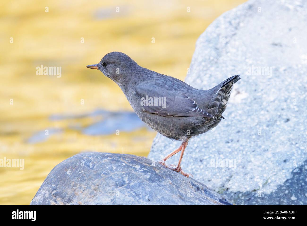 American dipper bird at Vancouver BC Canada Stock Photo - Alamy