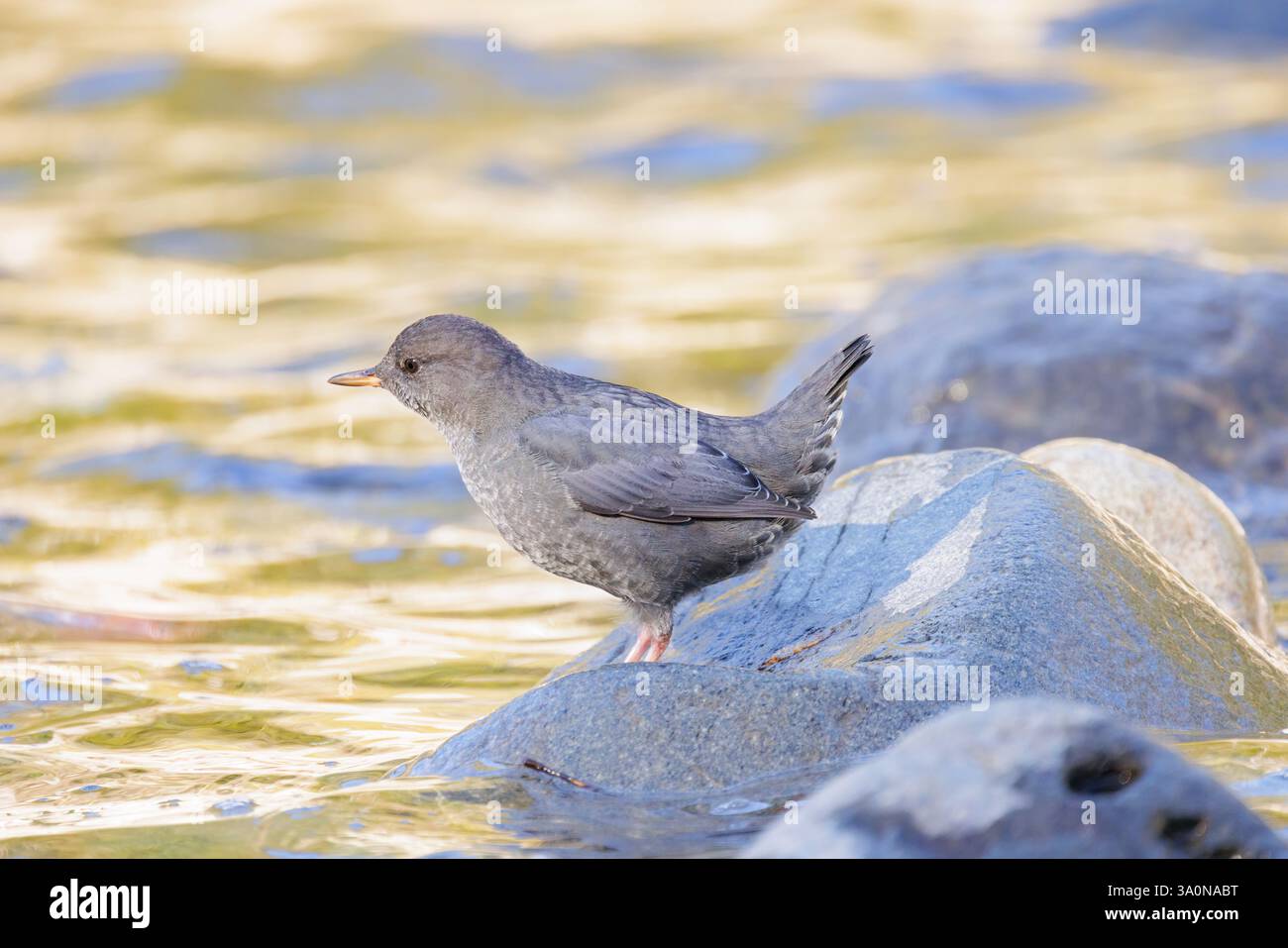 American dipper bird at Vancouver BC Canada Stock Photo - Alamy