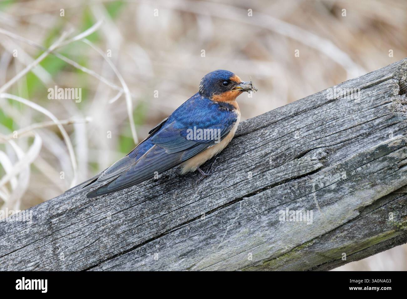 North american barn swallow hi-res stock photography and images - Alamy