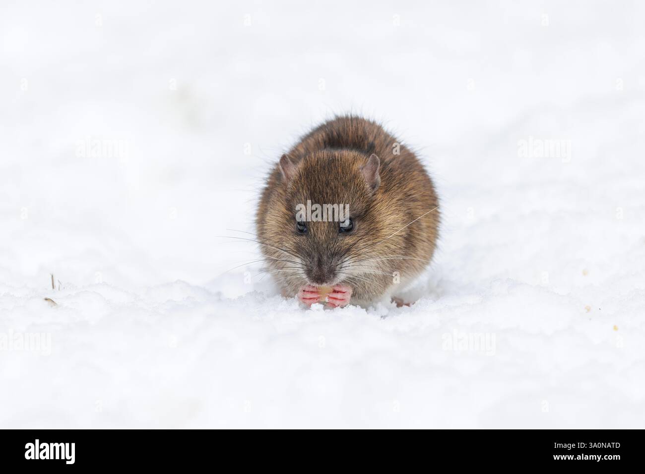 Brown rat, Norway rat at Vancouver BC Canada Stock Photo - Alamy