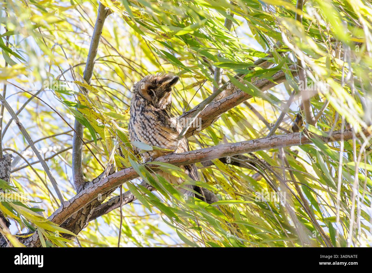 Long eared owl bird at Beijing China Stock Photo - Alamy