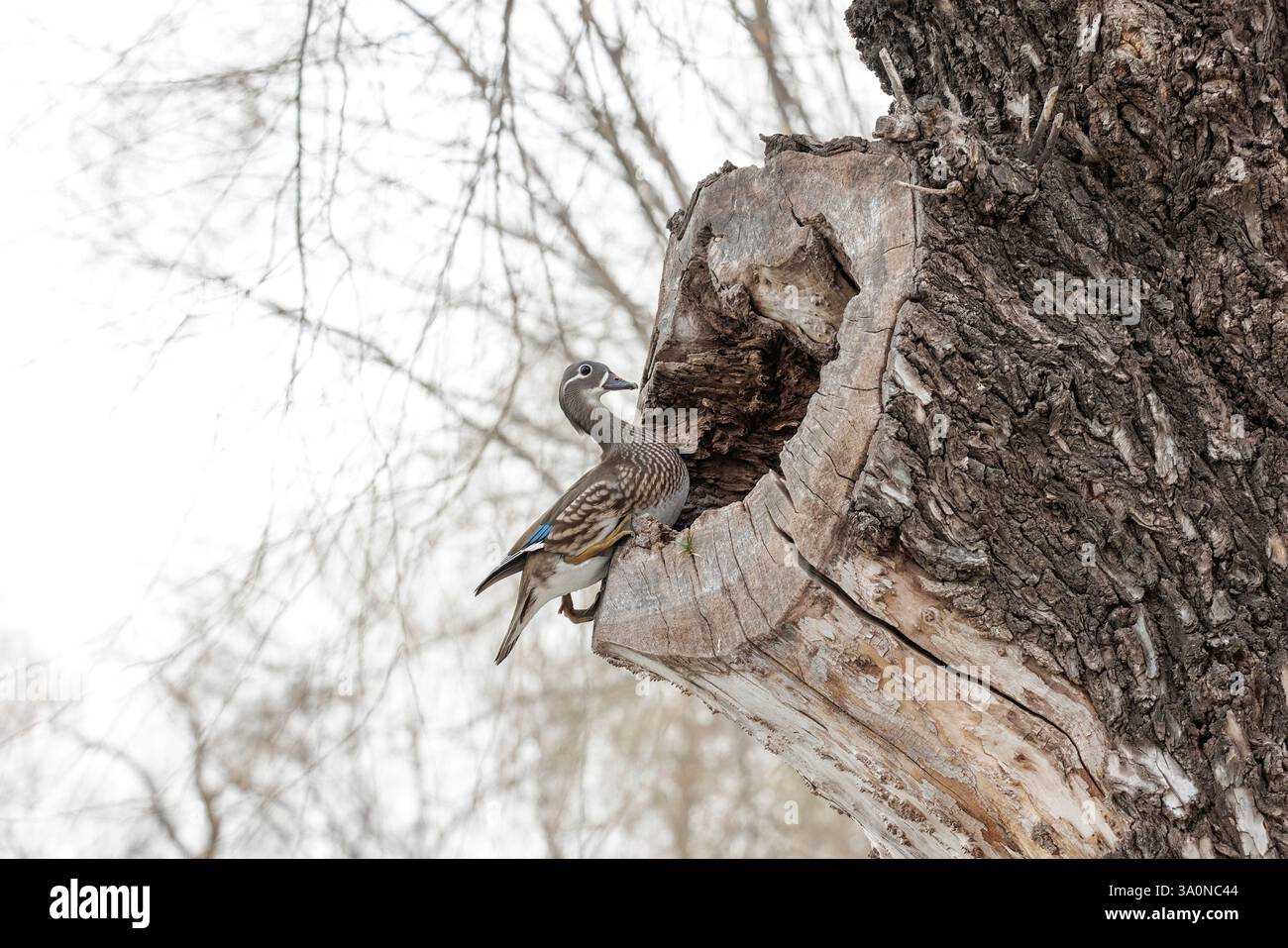 Mandarin Duck bird at Beijing China Stock Photo - Alamy