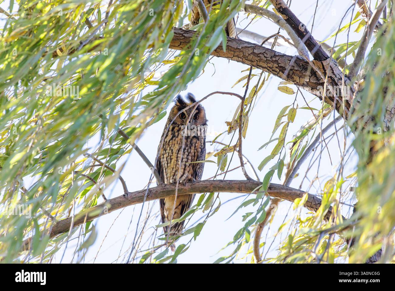 Long eared owl bird at Beijing China Stock Photo - Alamy