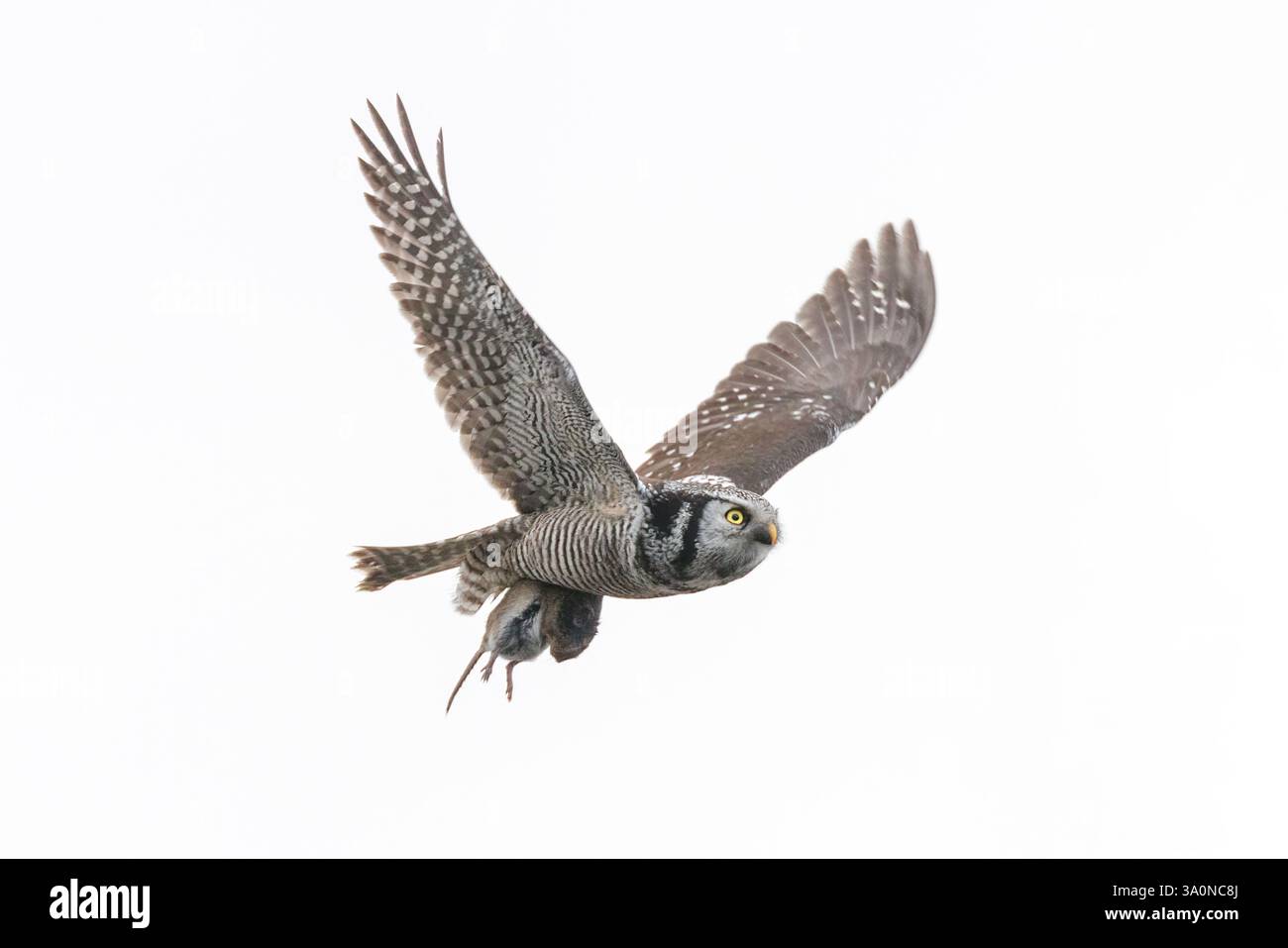 Northern hawk owl bird at Vancouver BC Canada Stock Photo - Alamy