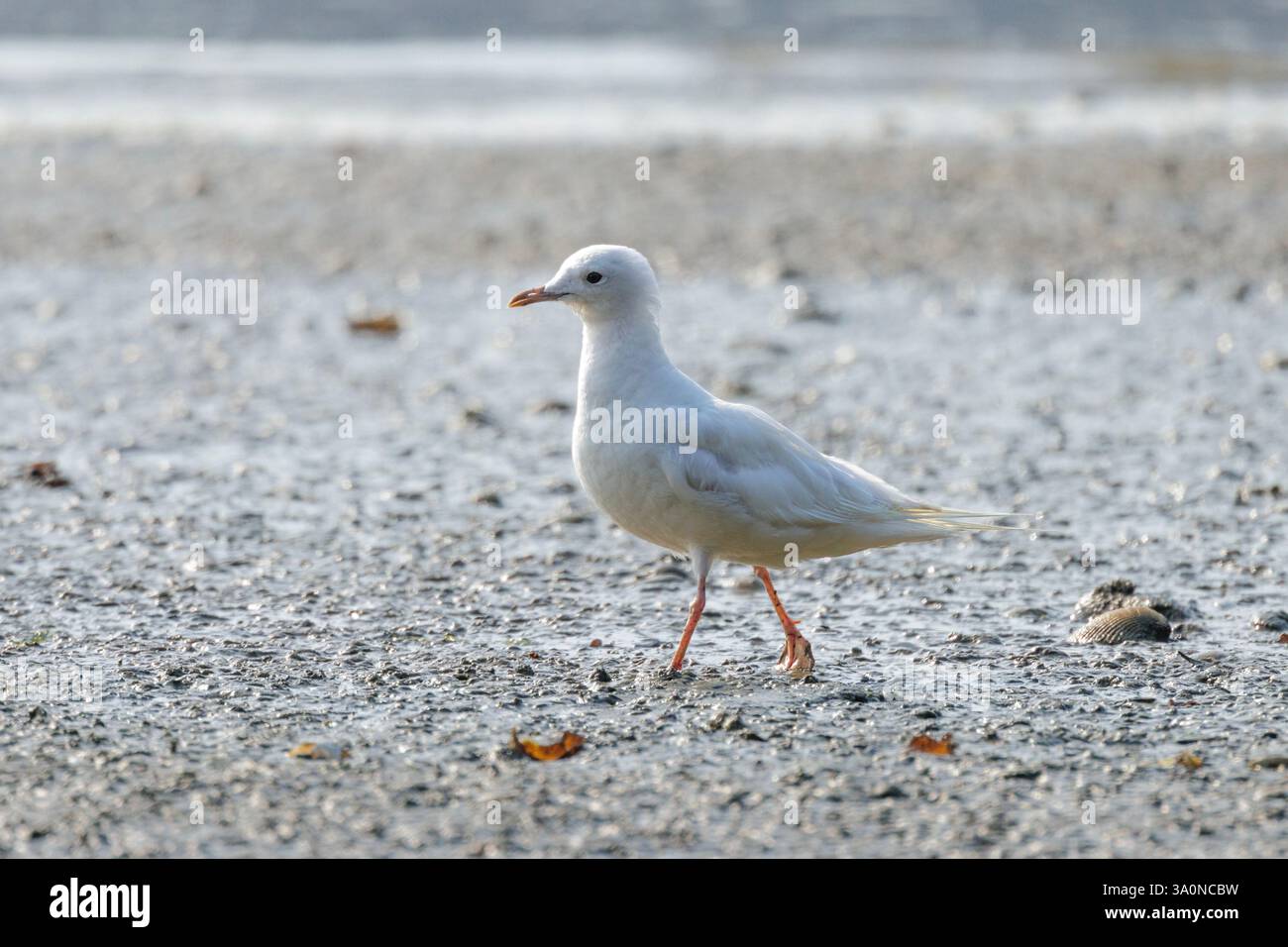 Short billed birds hi-res stock photography and images - Alamy