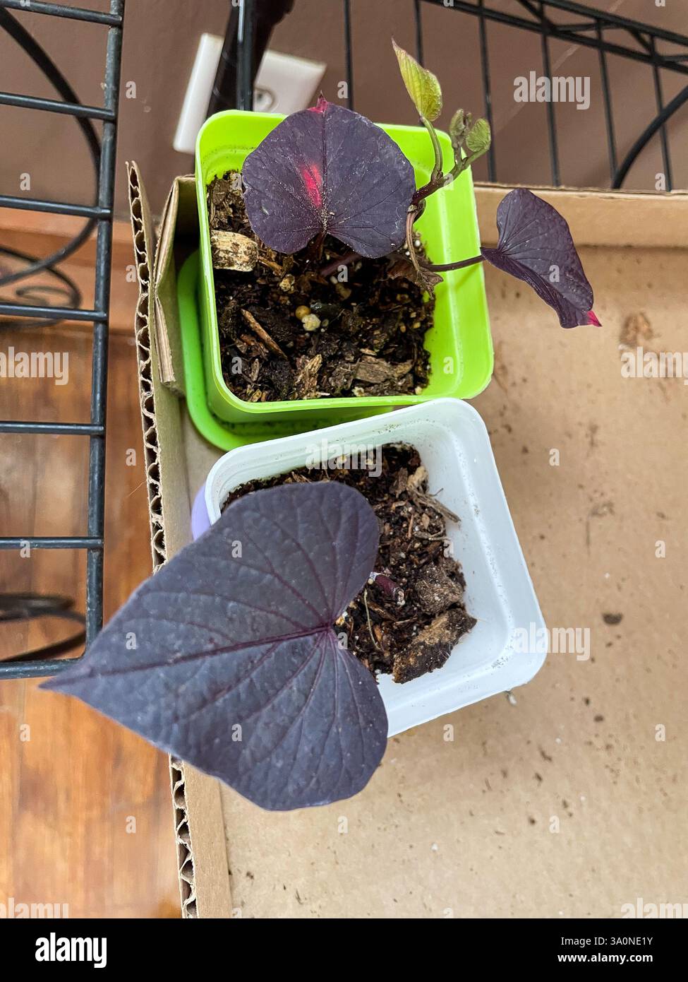 Two small purple potato vine plant in small pot. High quality photo ...