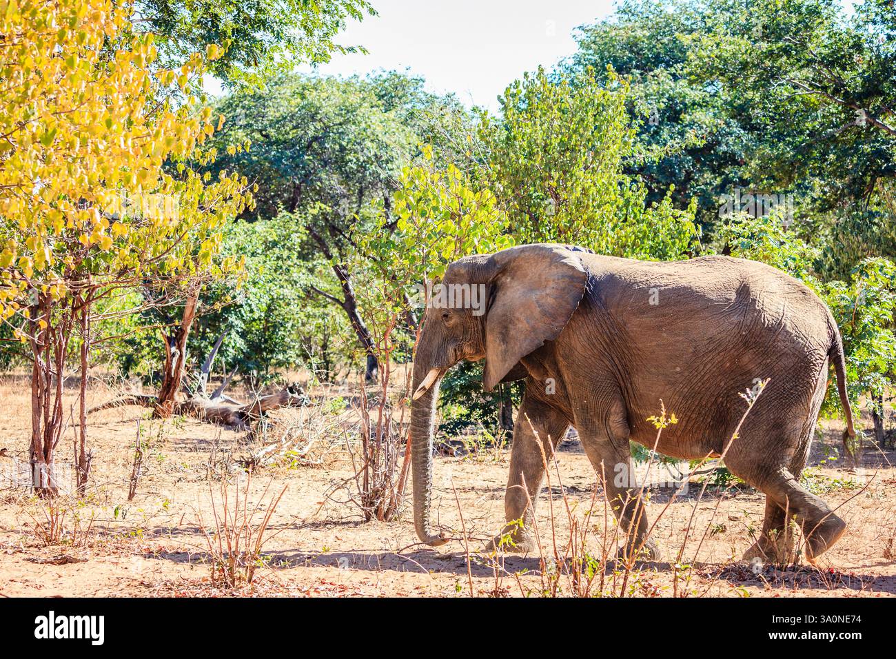 African elephant in chobe botswana hi-res stock photography and images ...