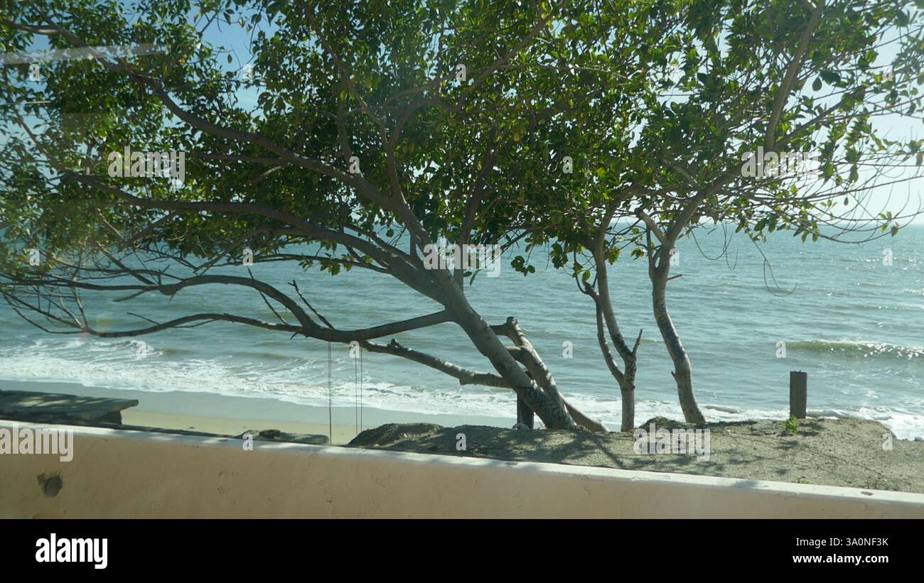 Malibu, California, USA 4th March 2025 Tree on Beach in Malibu ...