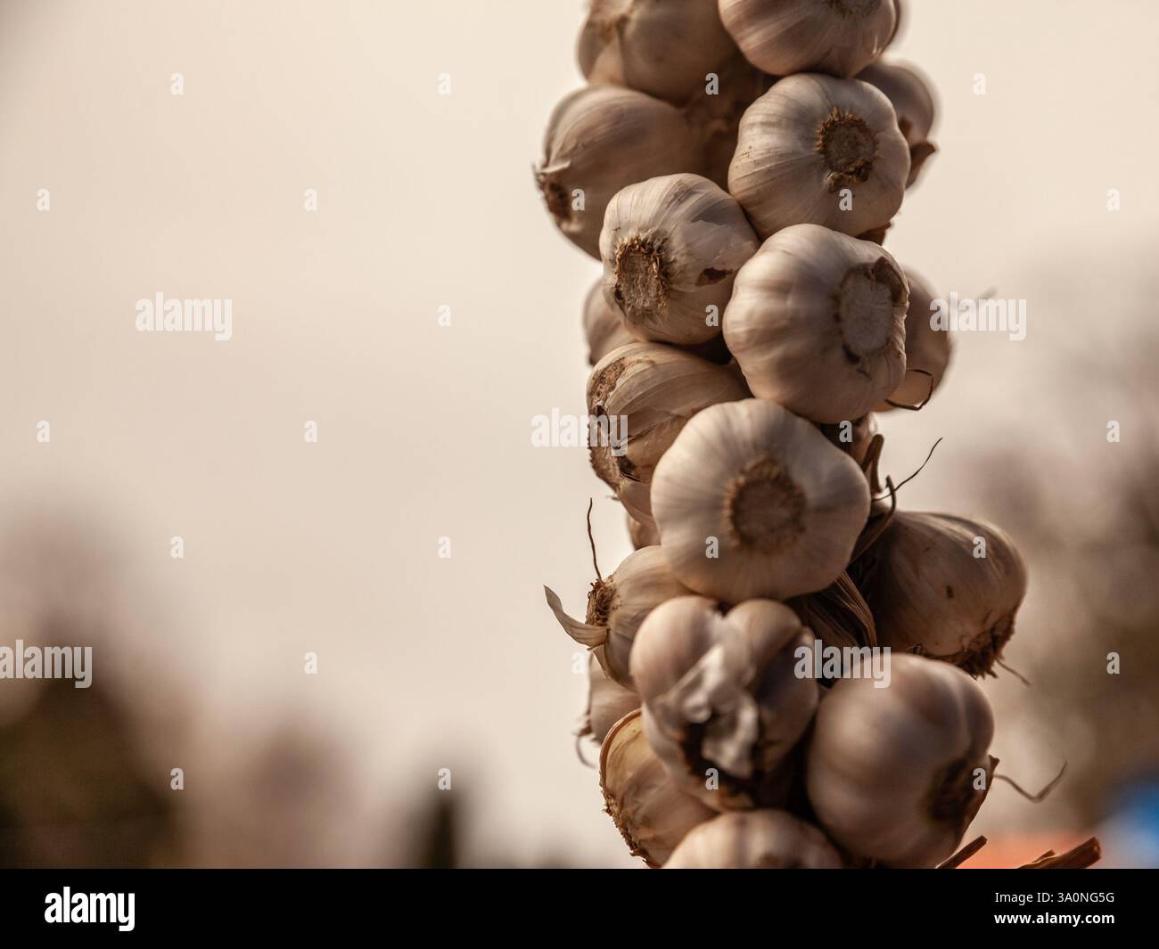 A braided string of garlic bulbs hangs prominently in a Serbian market ...