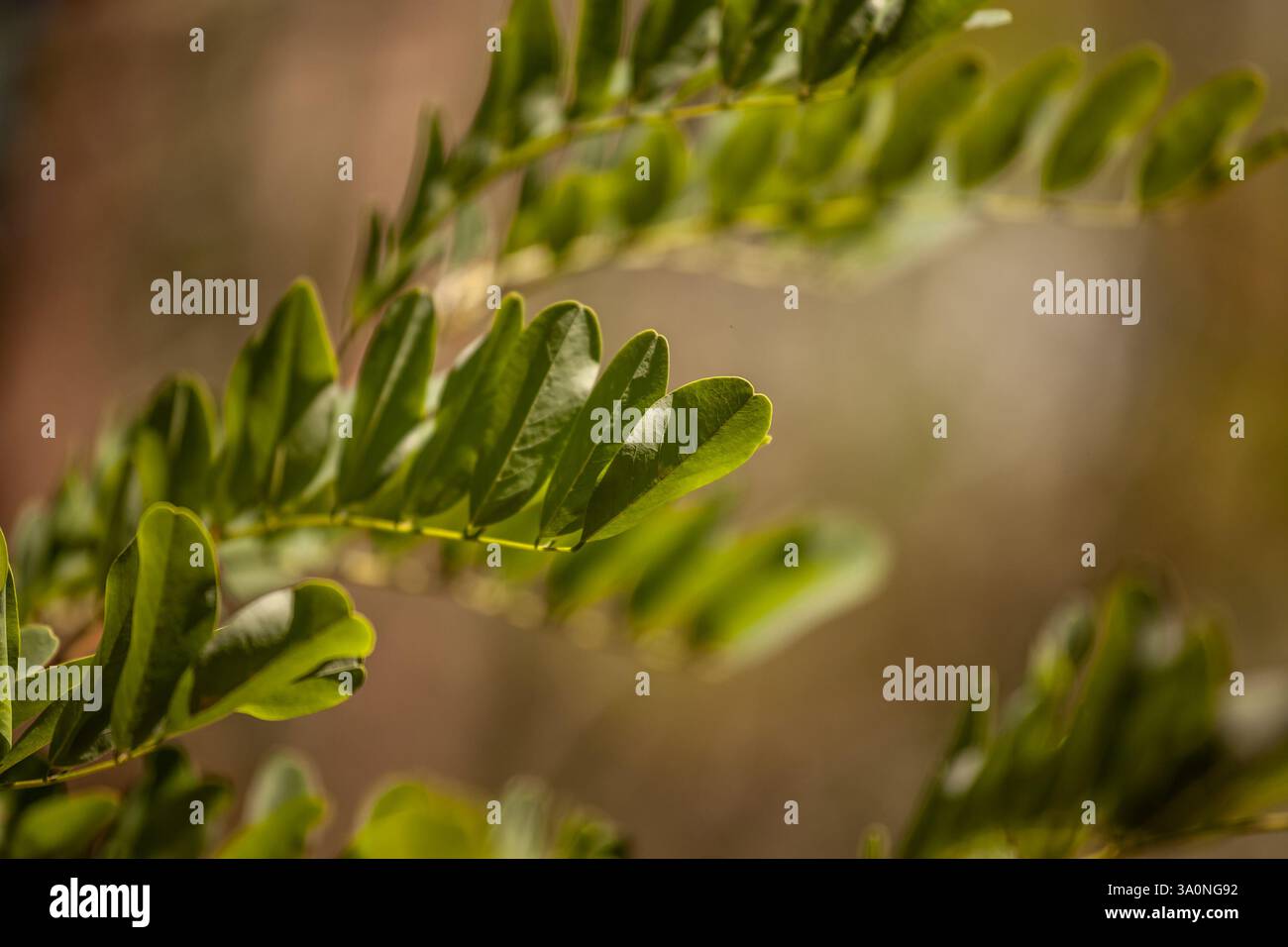 Selective blur on Robinia pseudoacacia, known as black locust ...