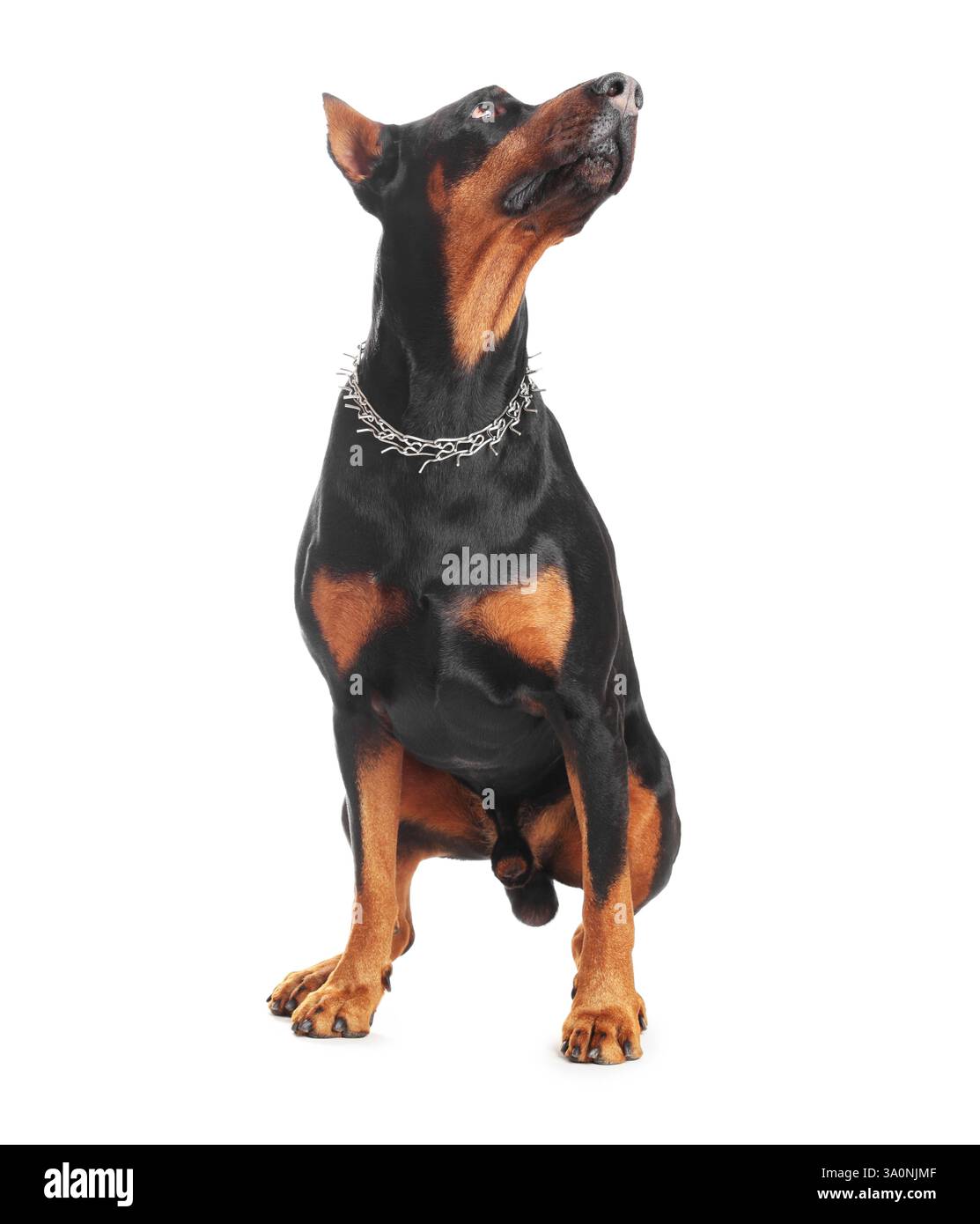 Adorable Doberman sitting on white background. Domestic pet Stock Photo ...