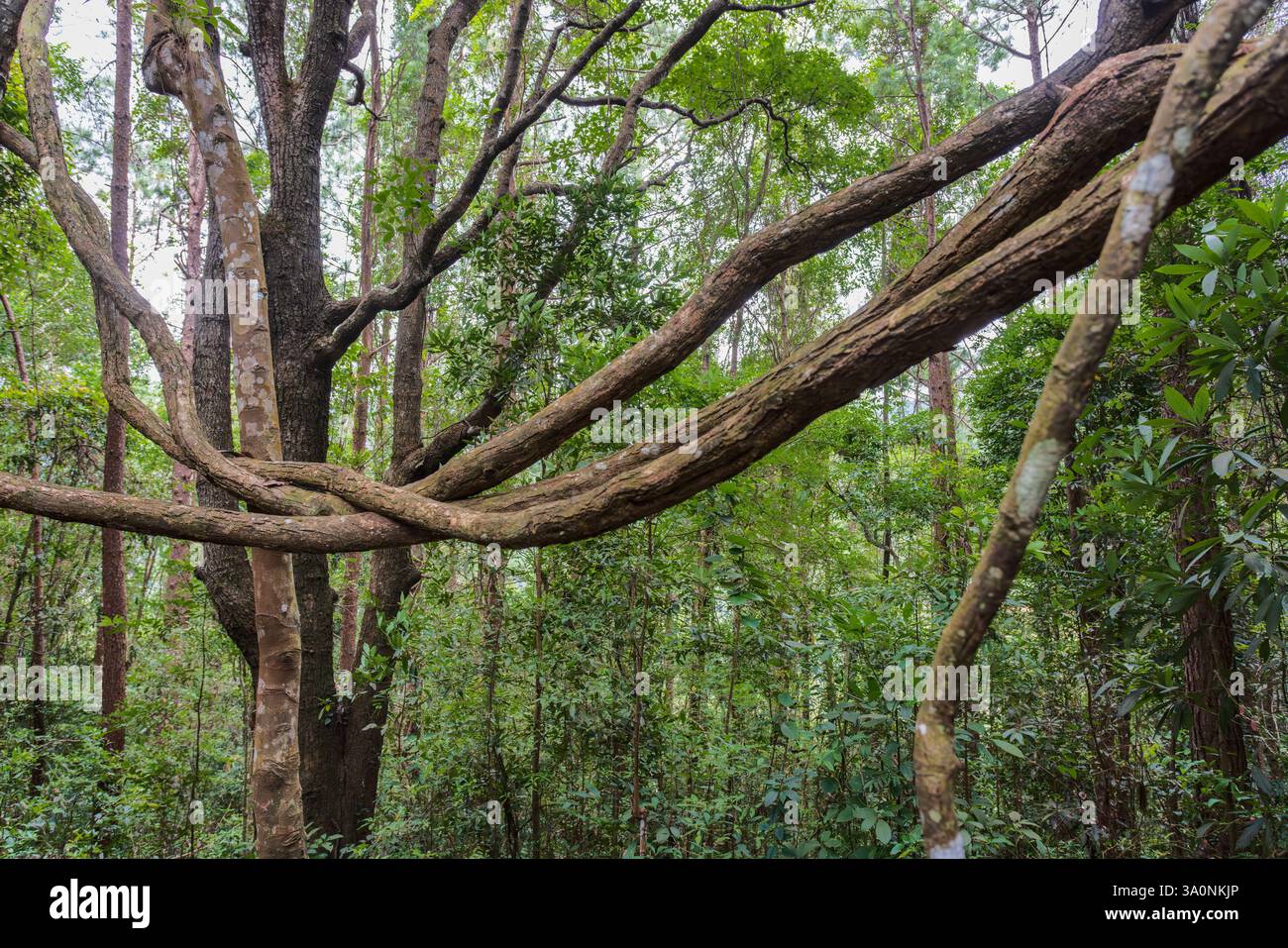 Tropical forests can absorb large amounts of carbon dioxide from the ...