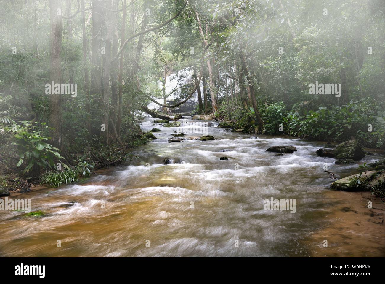 Tropical forests can absorb large amounts of carbon dioxide from the ...