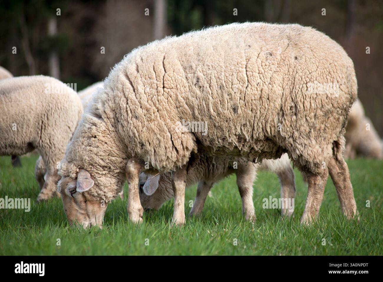 Group sheep young dog hi-res stock photography and images - Alamy