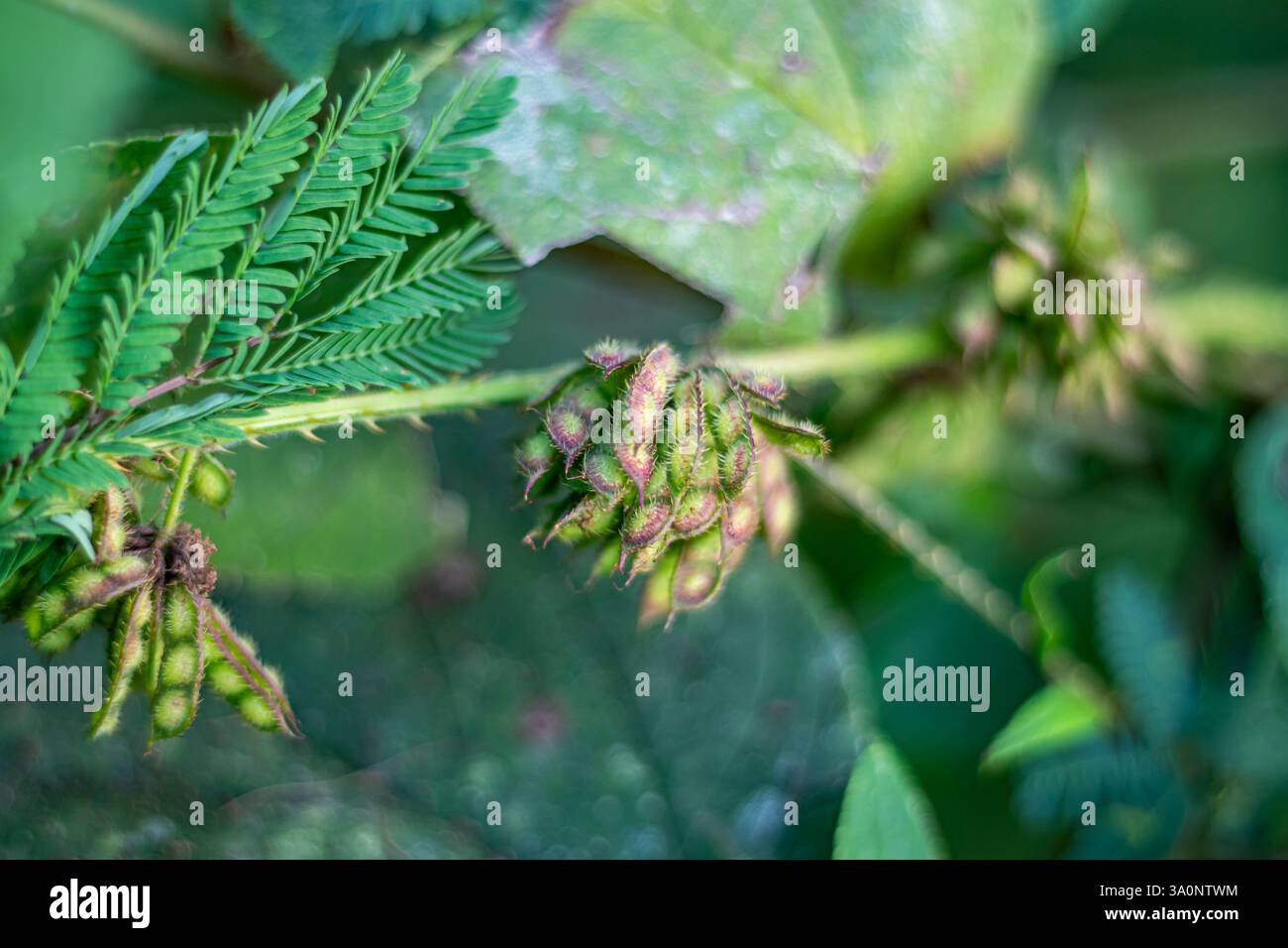 Botanical name Mimosa diplotricha. In traditional medicine, Mimosa ...