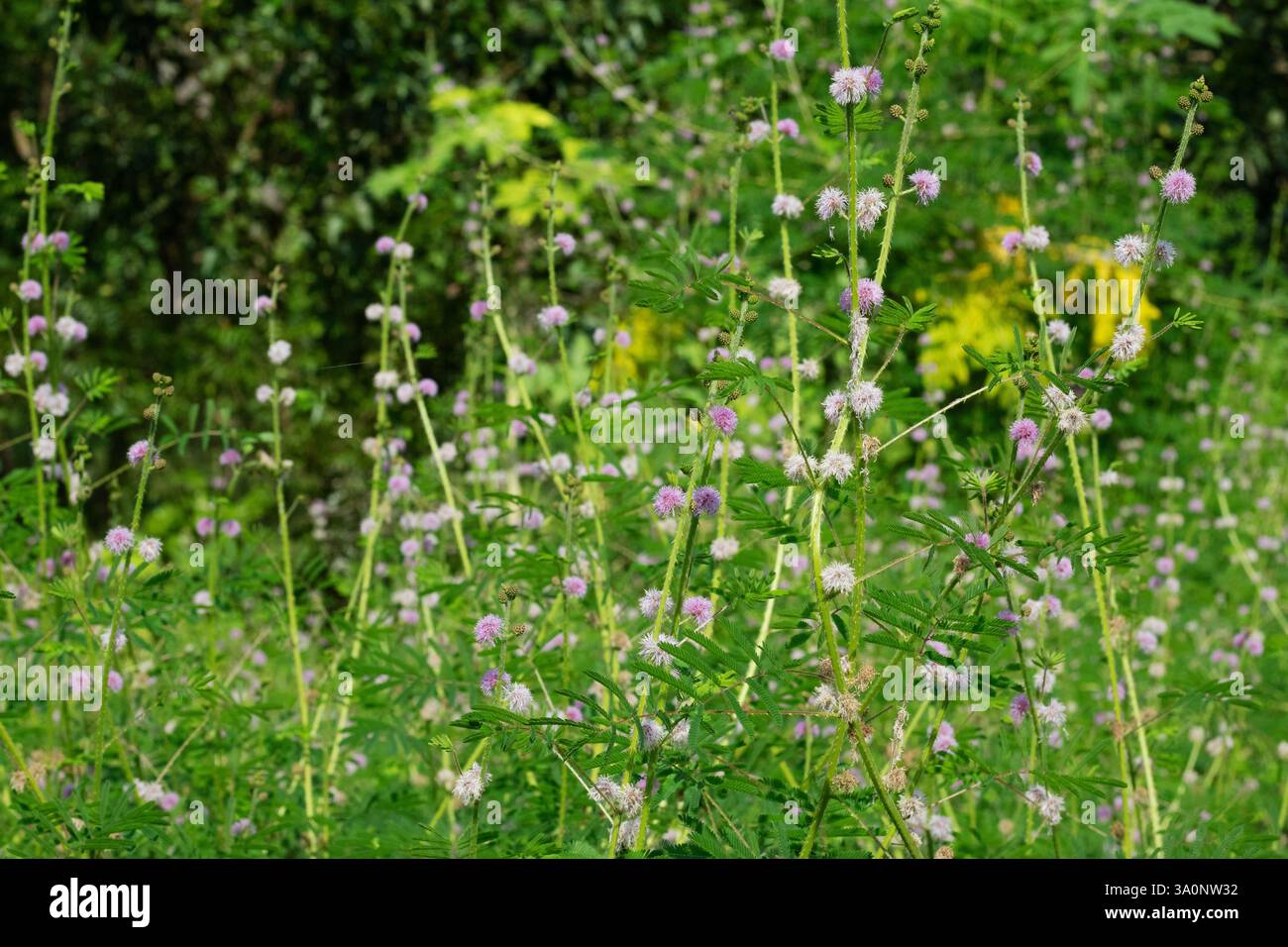 Mimosa nuttallii, the Nuttall's sensitive-briar, catclaw brier or ...