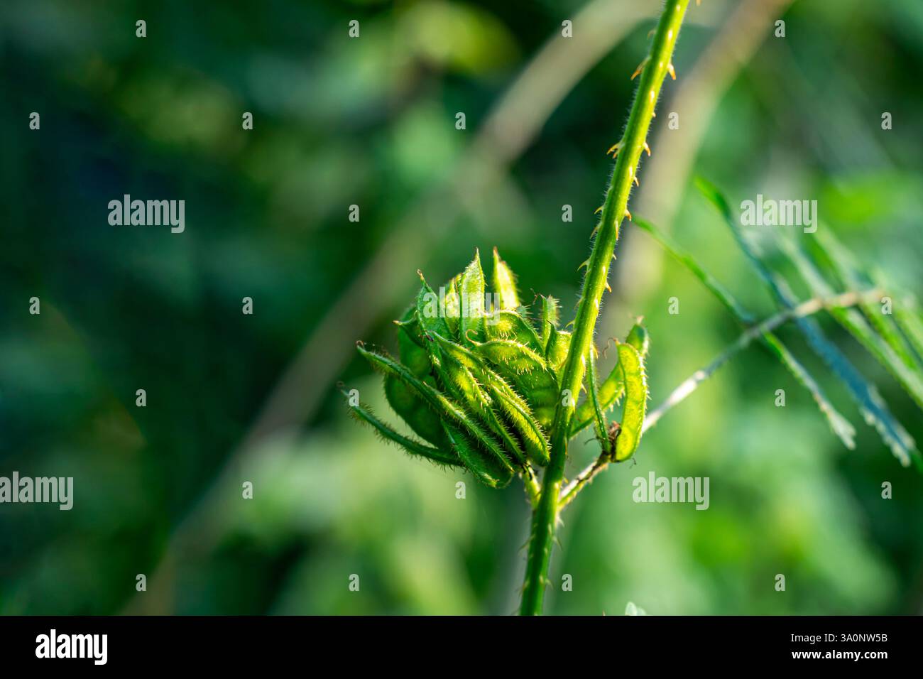 Mimosa pigra, commonly known as the giant sensitive tree. It is used in ...