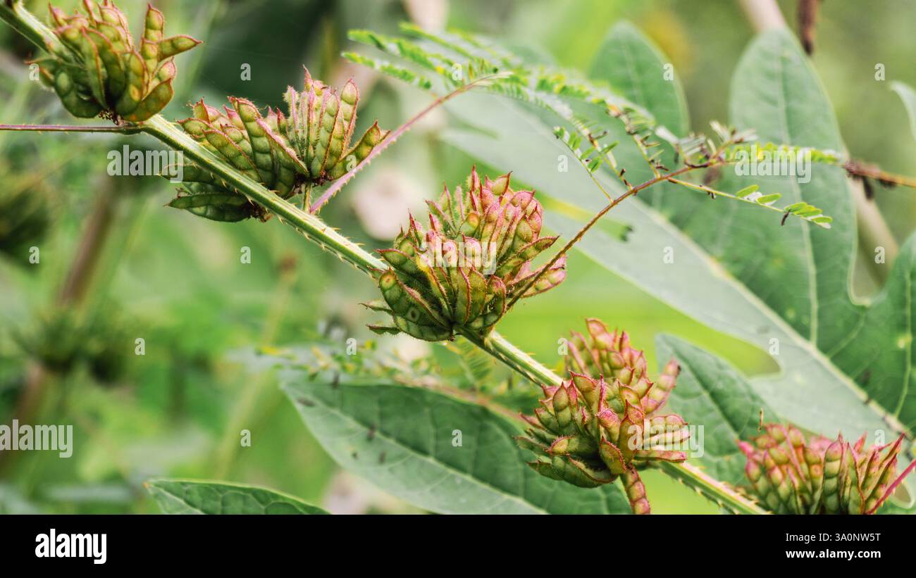Giant sensitive mimosa diplotricha hi-res stock photography and images ...