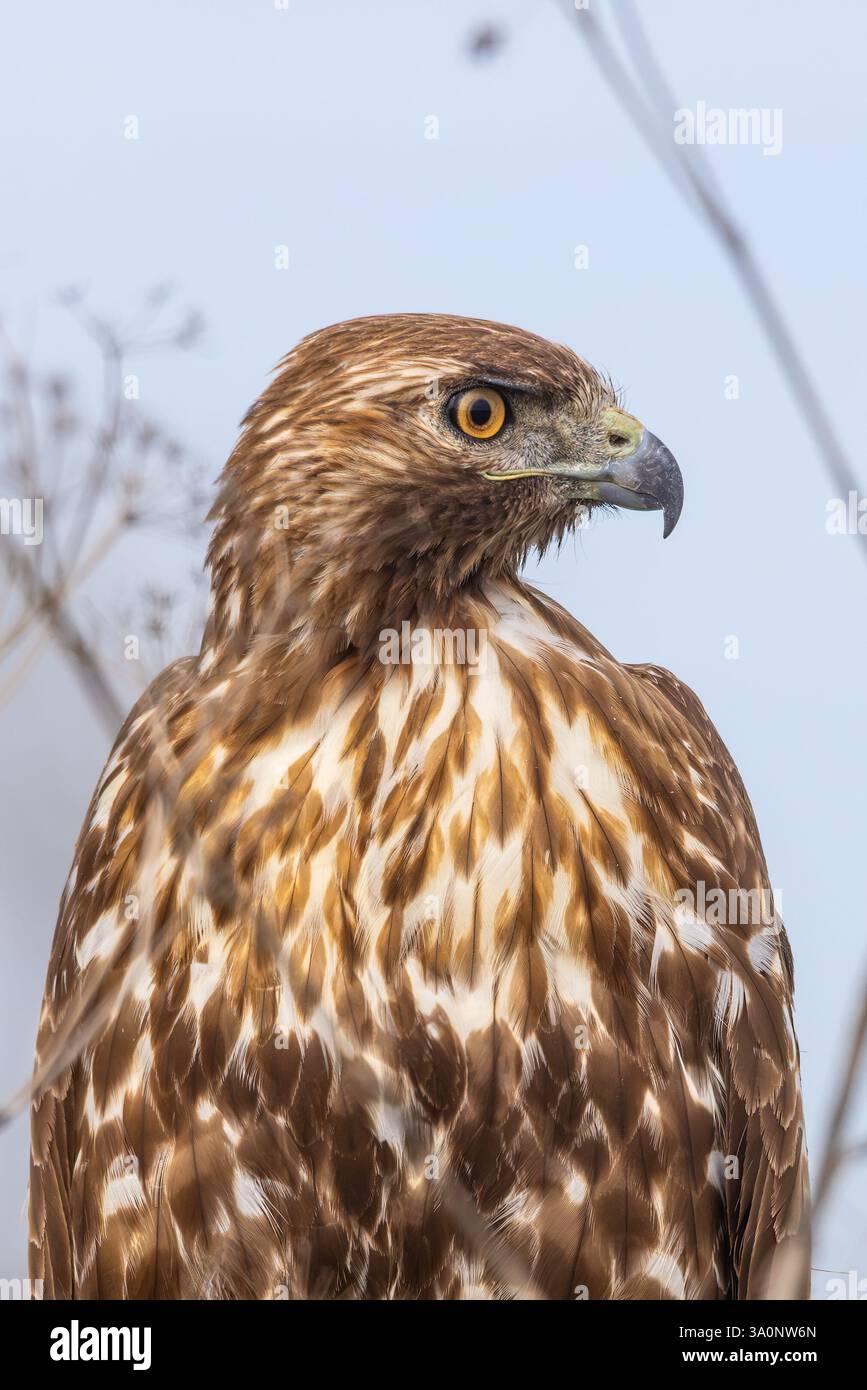 A juvenile Red Tailed Hawk (Buteo jamaicensis) at the Merced National ...