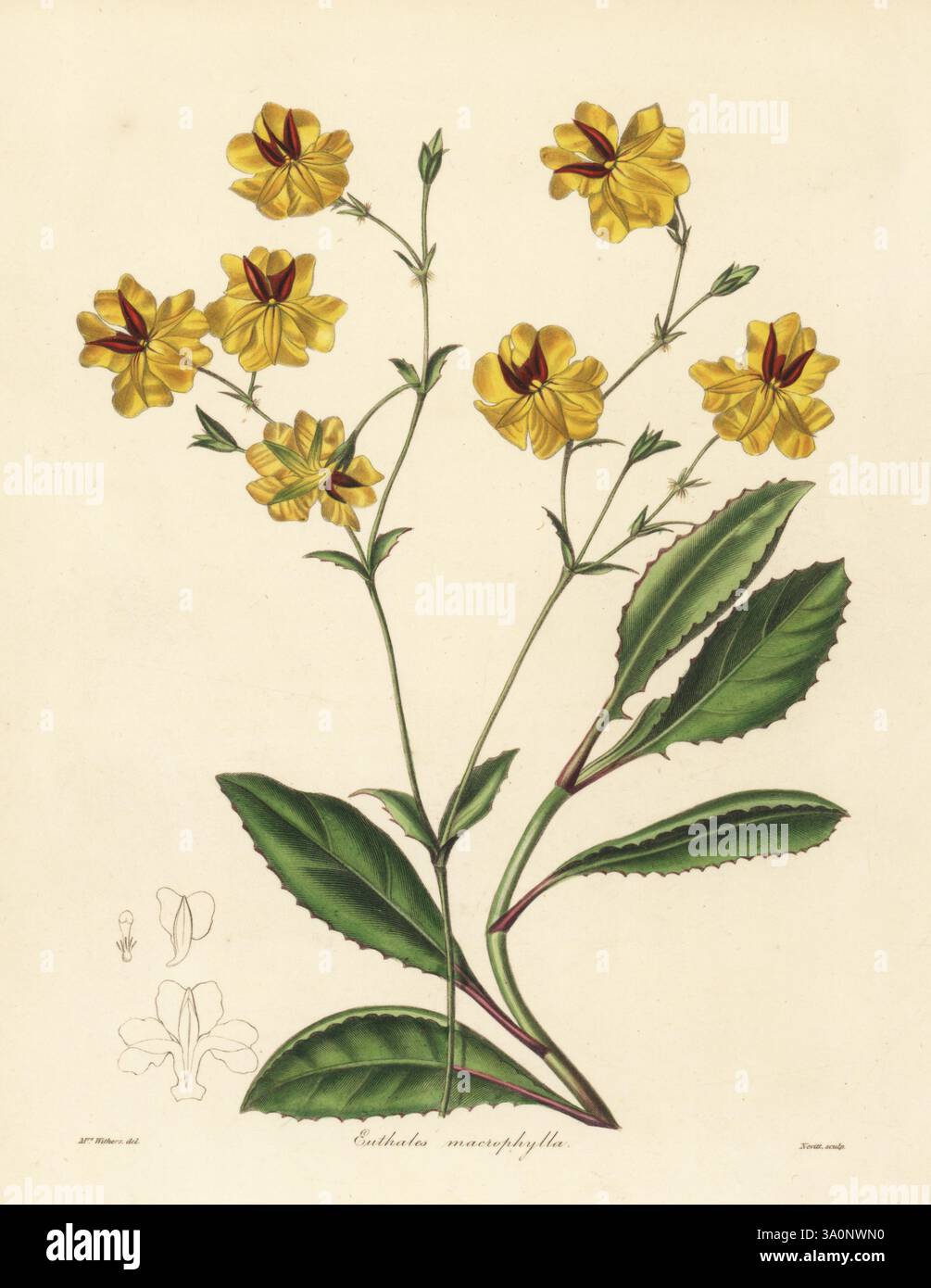 Captain james mangles hi-res stock photography and images - Alamy