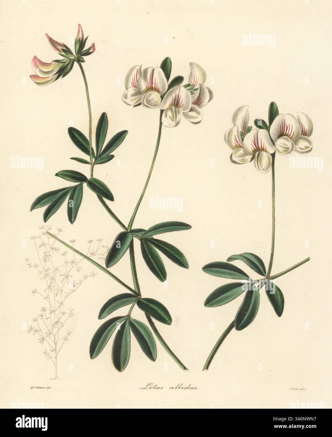 Austral trefoil hi-res stock photography and images - Alamy