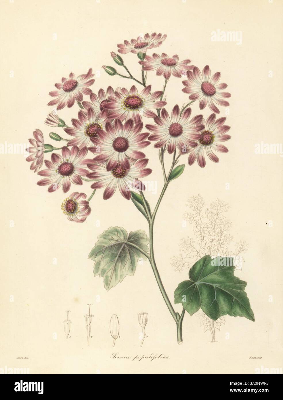 Pericallis appendiculata poplar leaved senecio hi-res stock photography ...