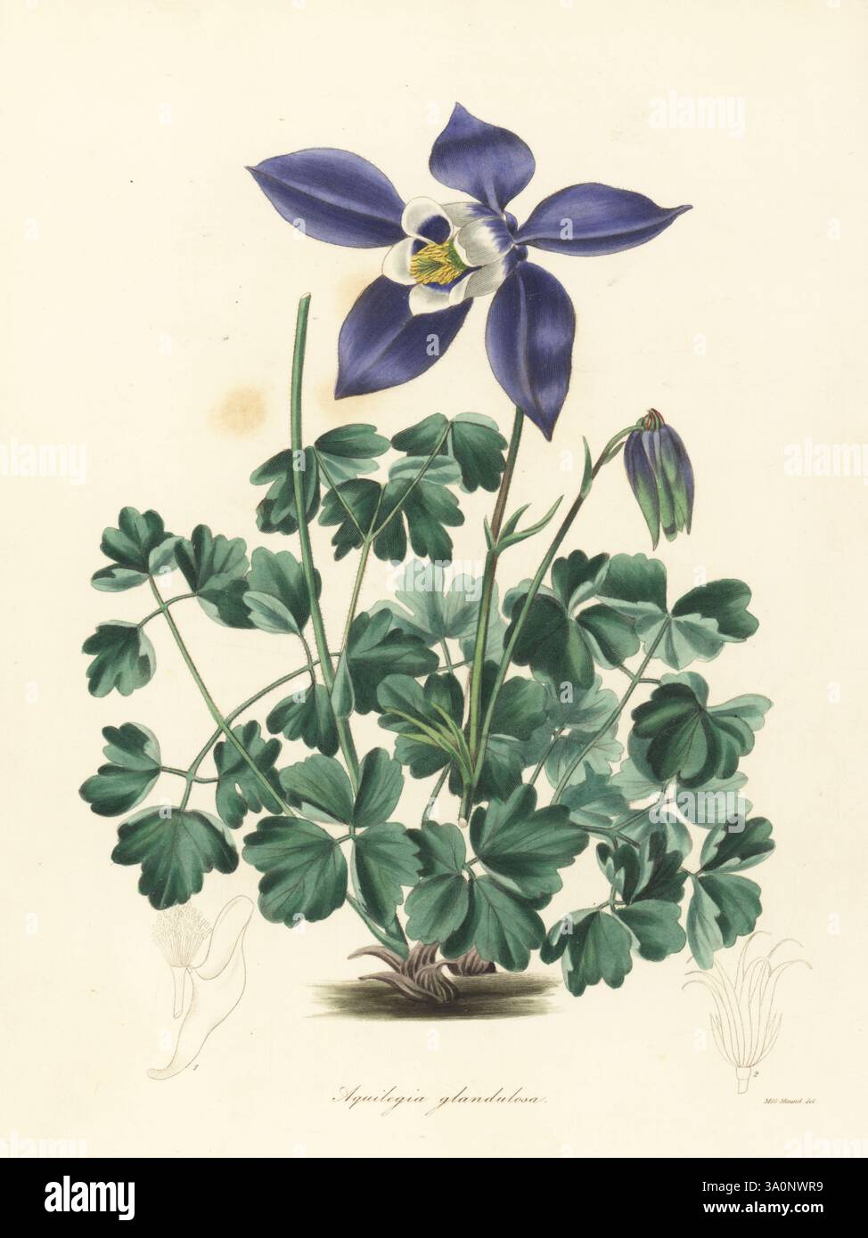 Altai columbine, Siberian columbine or glandular columbine, Aquilegia ...