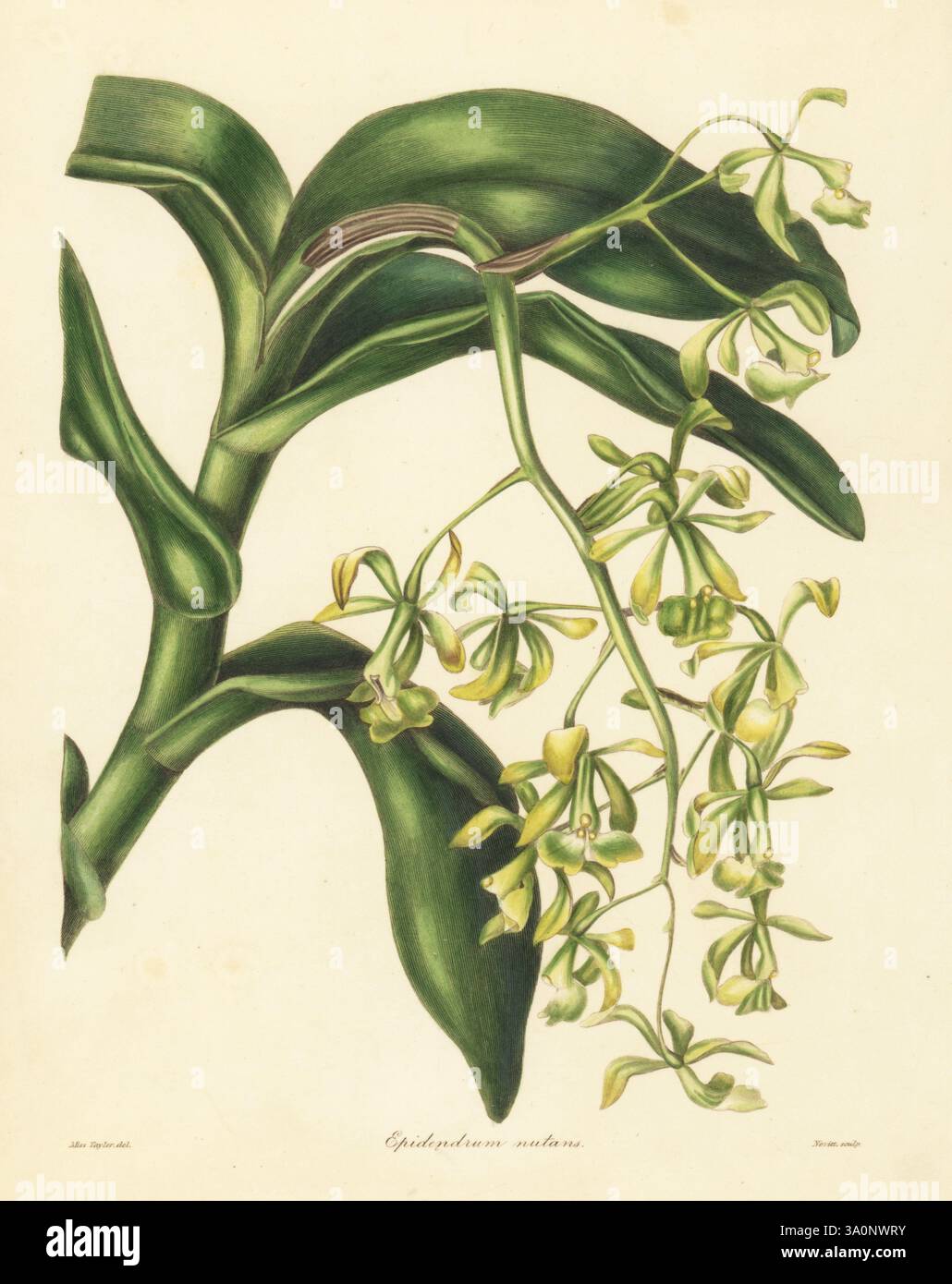 Nodding epidendrum orchid, Epidendrum nutans. Native to Jamaica, West ...