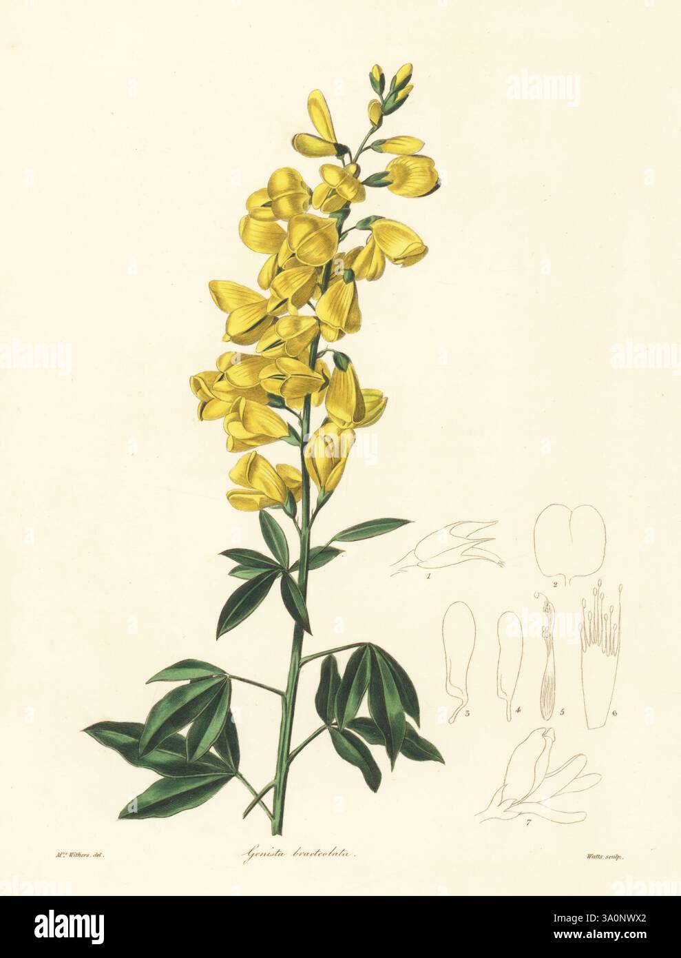 Sweet broom, Easter broom or leafy broom, Genista spachiana. Racemose ...