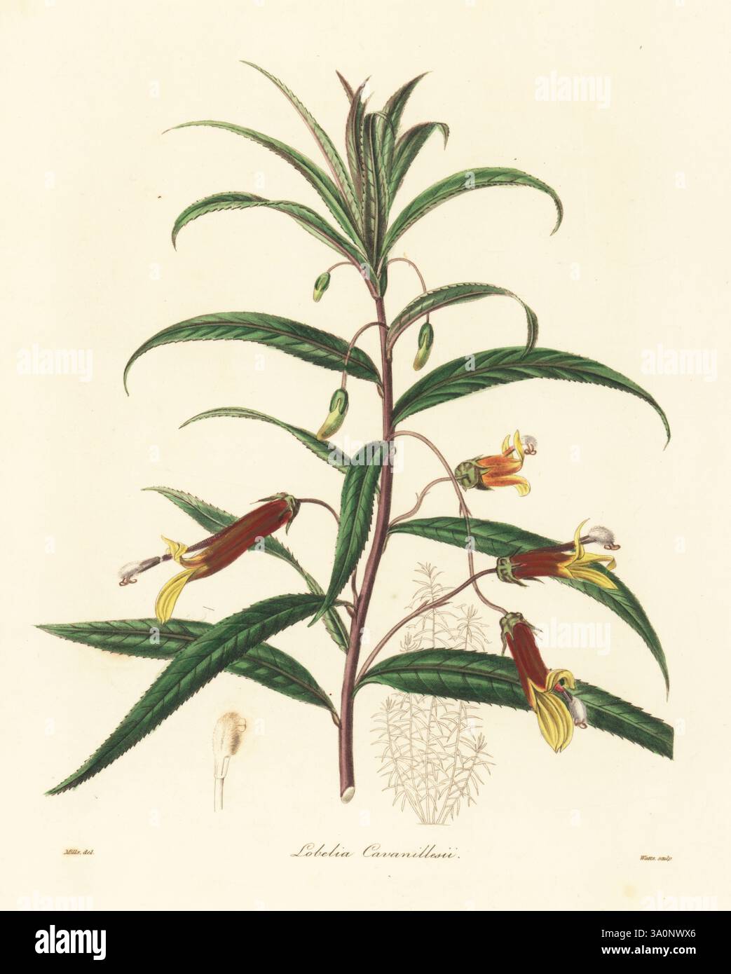 Lobelia laxiflora subsp laxiflora hi-res stock photography and images ...