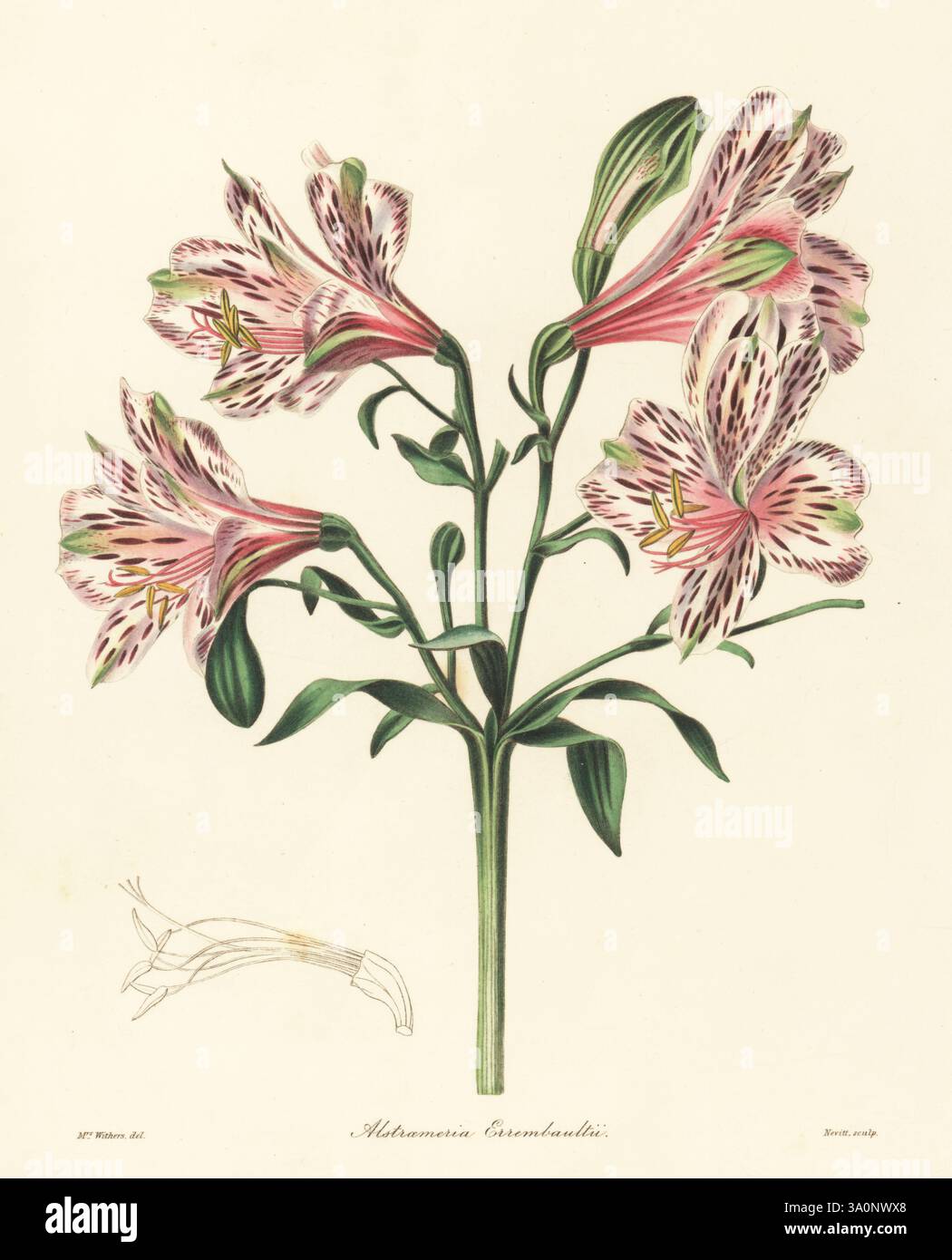 Errembaults hybrid alstroemeria hi-res stock photography and images - Alamy