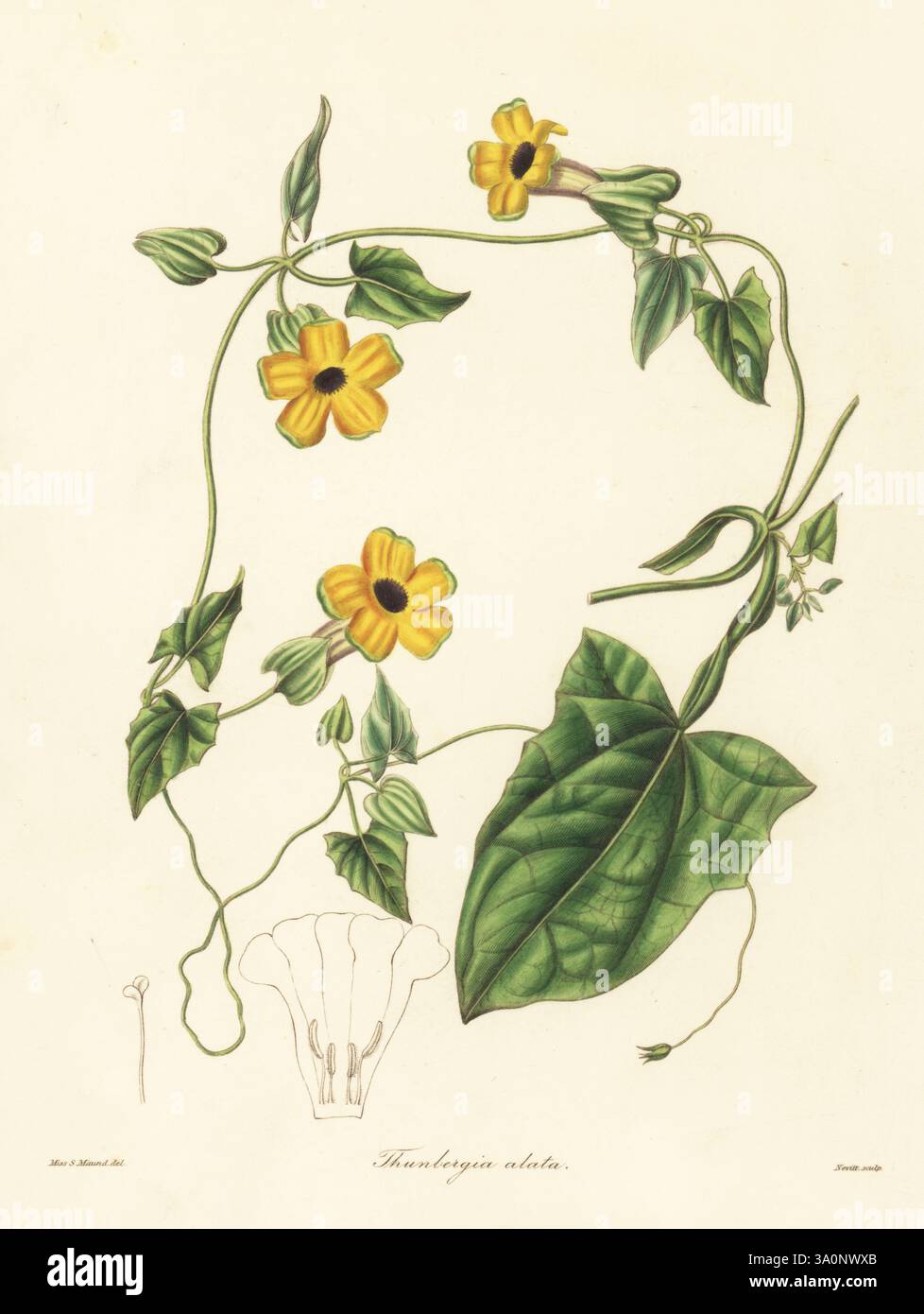 Black-eyed susan vine or winged thunbergia, Thunbergia alata. Native to ...