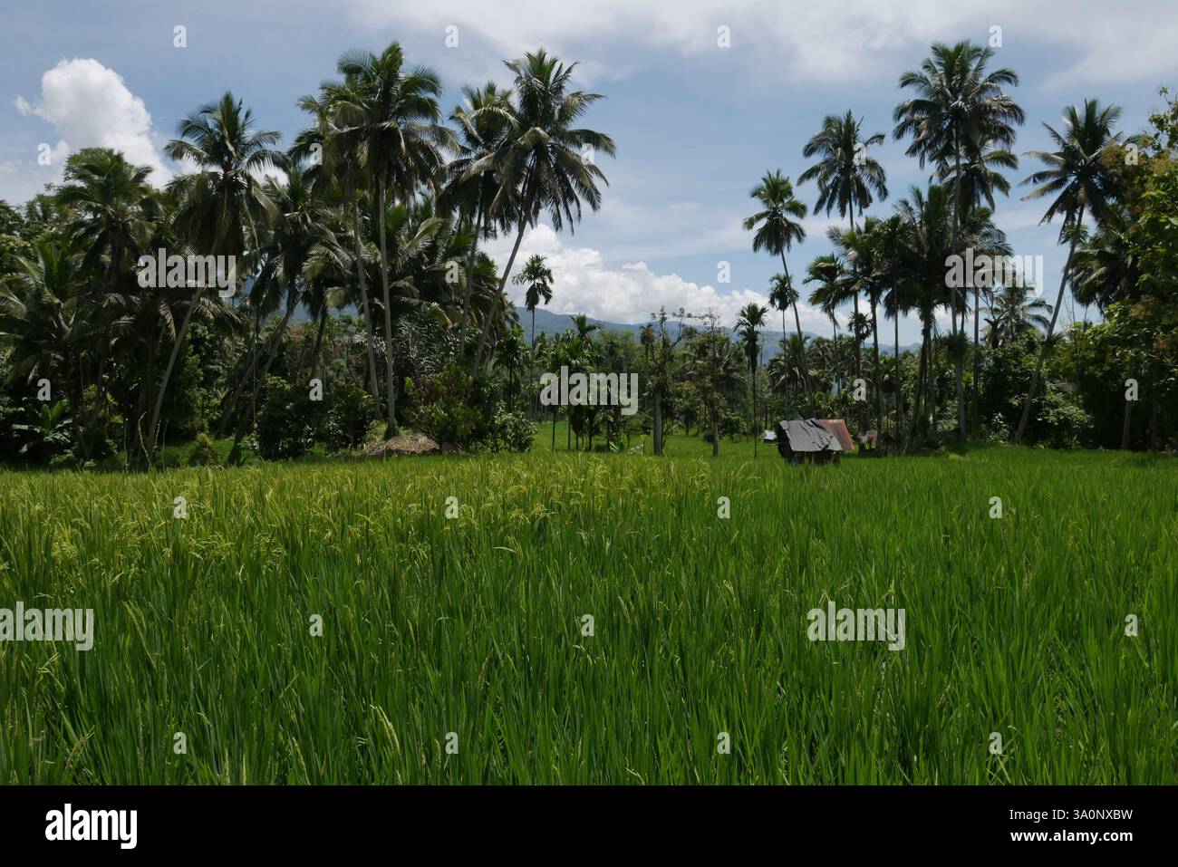 Simangunsong rice hi-res stock photography and images - Alamy