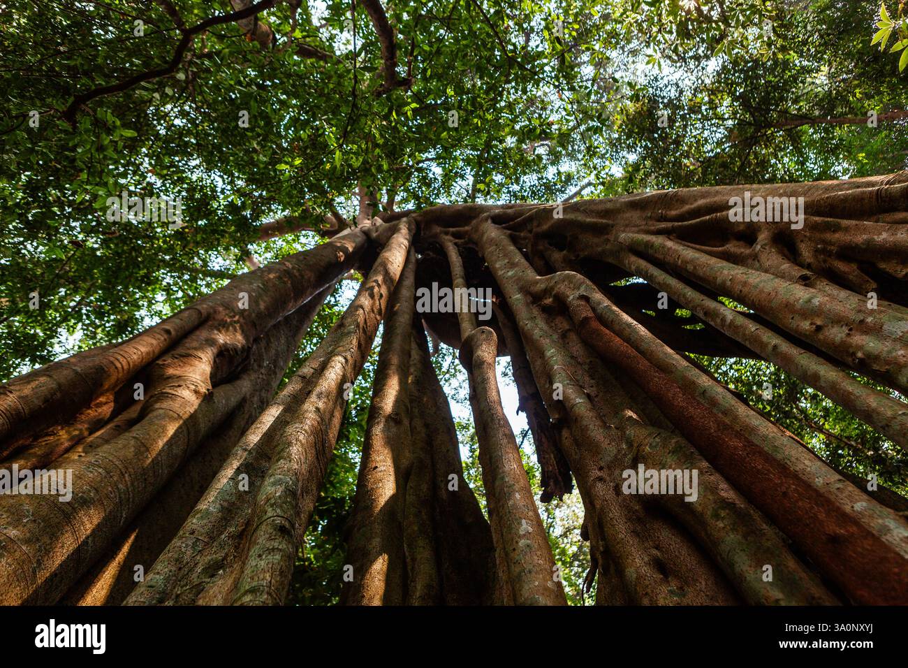 Big tropical tree in the forest on the slope of Doi Pui mountain near ...