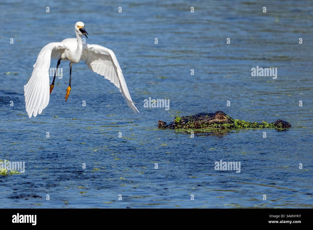 Naples, Florida, USA. 4th Mar, 2025. A snowy egret flies above a pond ...