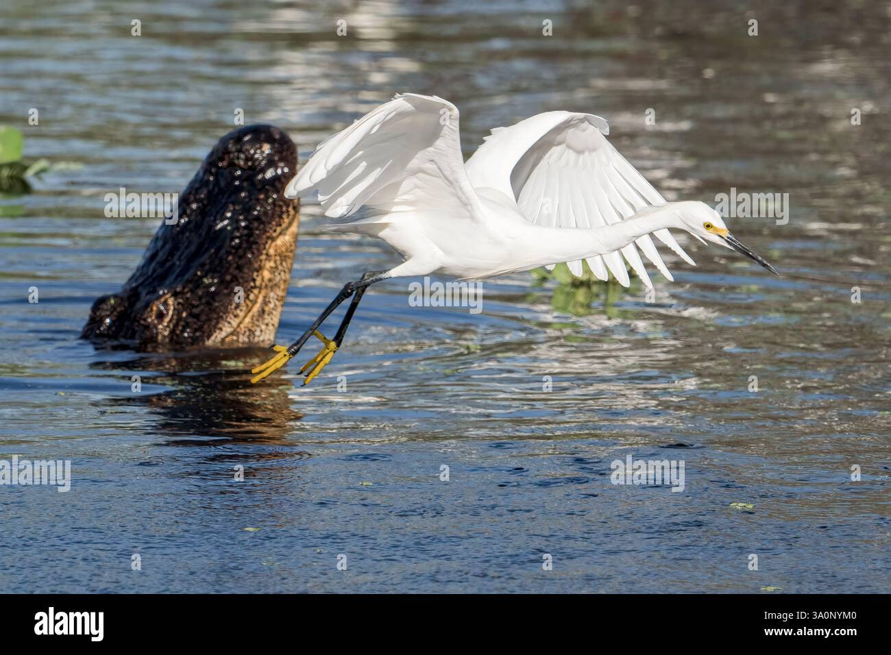 March 4, 2025, Naples, Florida, USA: An alligator makes a failed ...