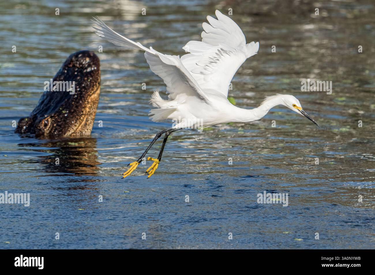 March 4, 2025, Naples, Florida, USA: A snowy egret flies above a pond ...